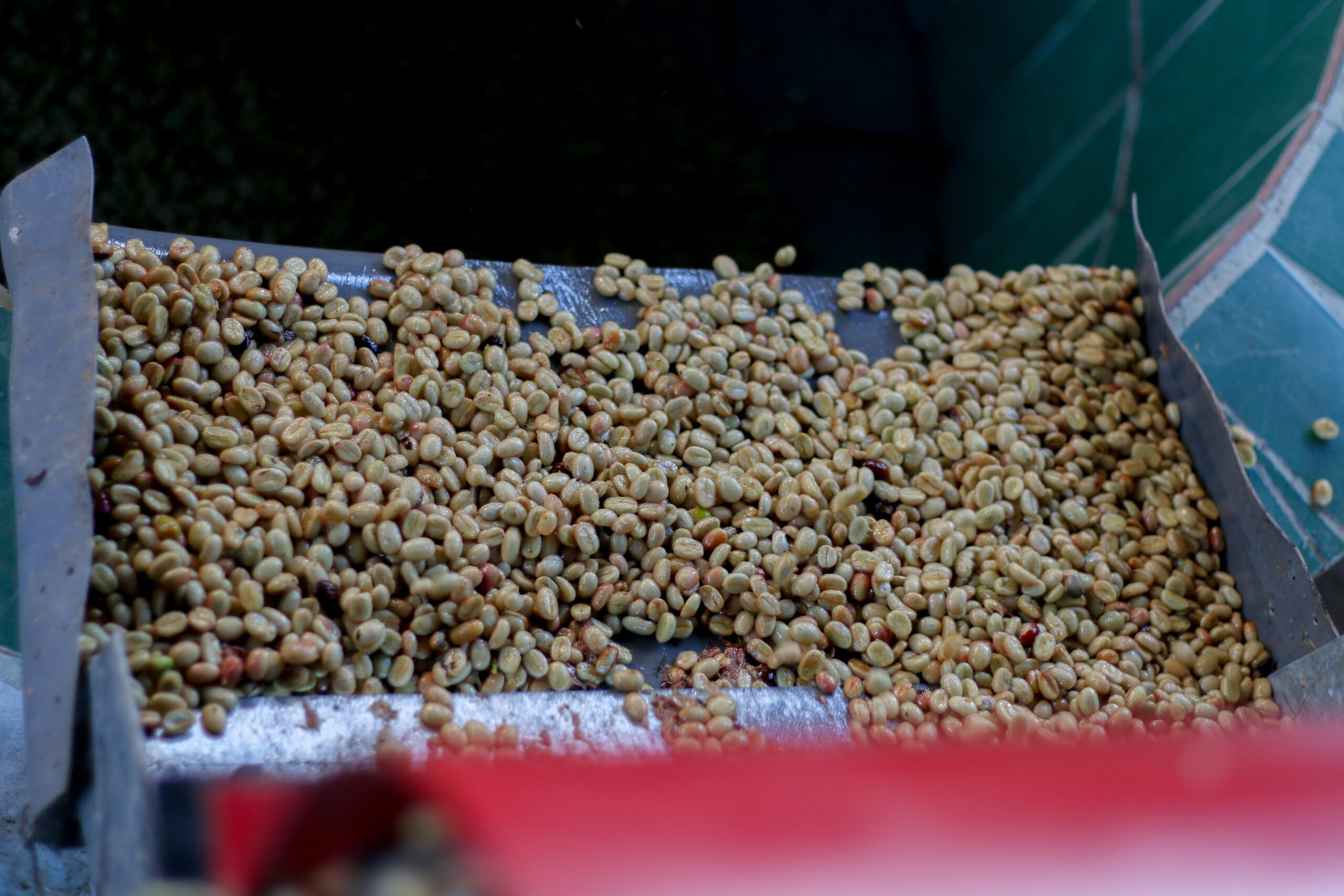Ethiopian Sidama Coffee for a Smooth Flavor Experience - Cafe' Typica